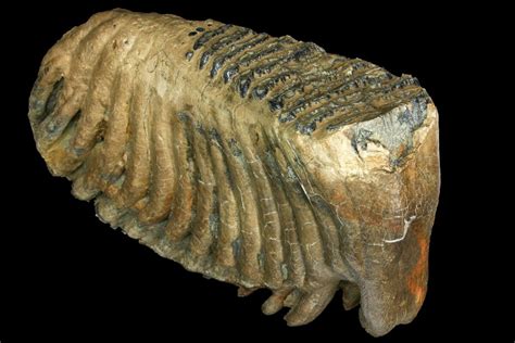 14 2 Palaeoloxodon Mammoth Relative Molar Collector Quality