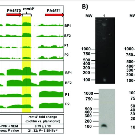 Rsmw Is Upregulated Under Biofilm Growth In P Aeruginosa A Rna