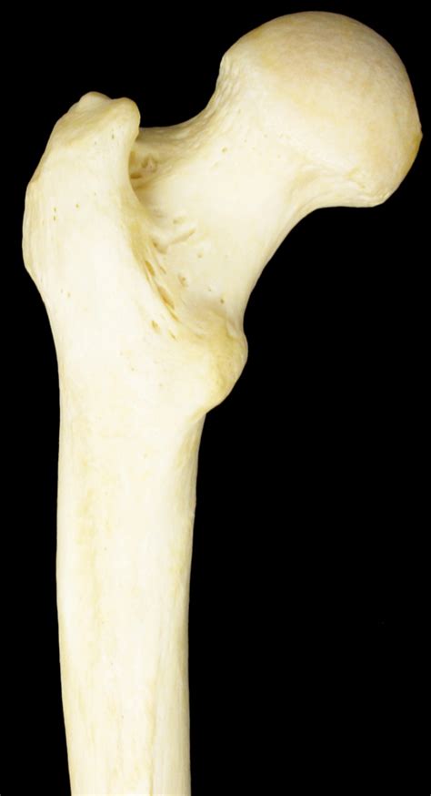 Posterior Proximal Femur Identification Diagram Quizlet