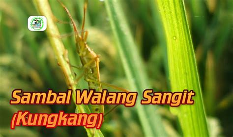 Kuliner Ekstrim Sambal Walang Sangit
