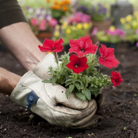 Softscape And Planting Services Perfection Landscaping