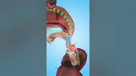 How An Elongated Uvula Is Fixed 😮shortvideo 3danimation Youtube