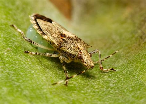Shield Bug Stock Image Image Of Posing Face Eggs Portrait 26393787