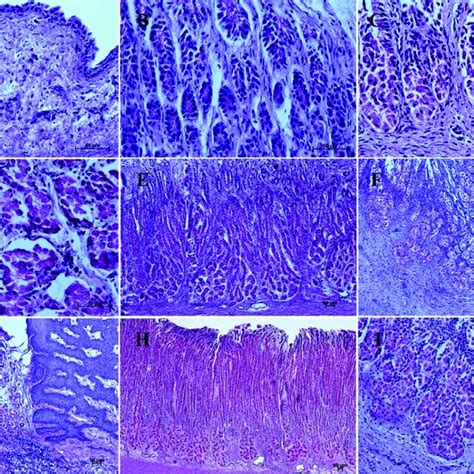 Histological Structure Of Stomach Mucosa In The Glandular Part Pas