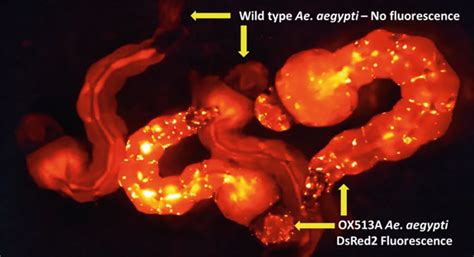 5 Dsred2 Fluorescence Visible In Third Instar Larvae Of Ox513a Ae