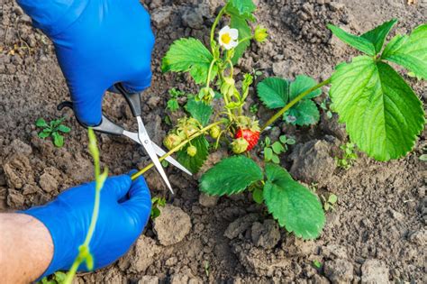 Vegetative Propagation Strawberries