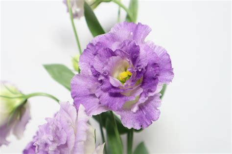 Ja Flower Auction Japan