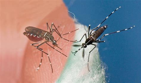 Avoid Mosquitoes Abroad And In Your Own Backyard Gardening In The