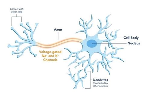 What Is Optogenetics How Scientists Are Using Light To Understand The Brain Proteintech Group