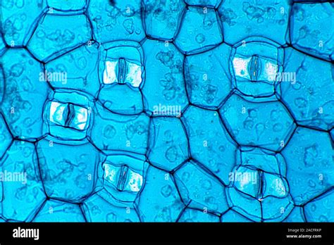Plant Stomata Light Micrograph Of Stomata Dark Blue Holes On The