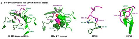 文献分享：一种新型t细胞衔接器双特异性抗体