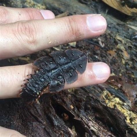 Trilobite Found Alive