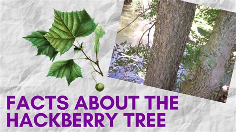 What Is A Hackberry Tree Science Trends