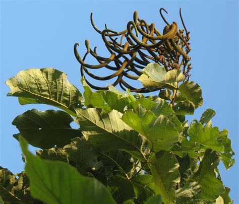 Fernandoa Adenophylla Pha Tad Ke Botanical Garden