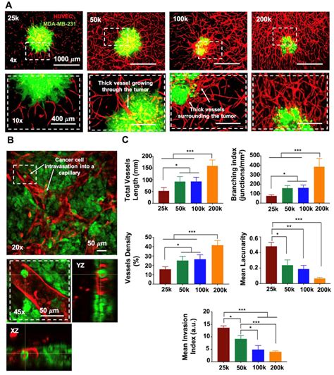 Studying Tumor Angiogenesis And Cancer Invasion In A 3d Vascularized