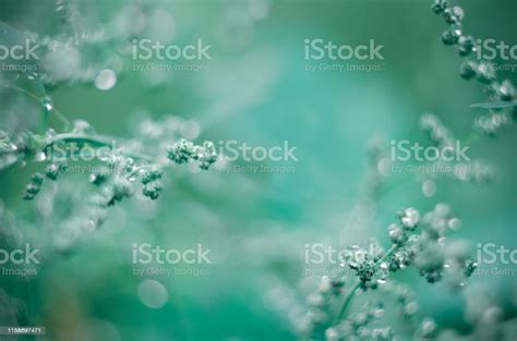 부드러운 초점을 맞춘 추상적 인 배경 비가 내린 후 이슬 아래 초원 잔디 아름다운 자연 배경입니다 0명에 대한 스톡 사진 및 기타 이미지 Istock