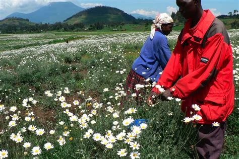 Csrwire Sc Johnson Initiates Partnership To Help Rwanda Farmers