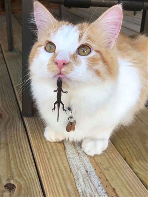 みんなを笑顔にした面白かわいい猫の写真 ailovei Cute cats Funny animal pictures Cute animals
