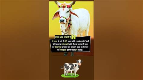 गौ माता की सेवा भाग वालों को मिलती है 🕉️🕉️🕉️🙏🏻🕉️🕉️🕉️ सनातन गौमाता
