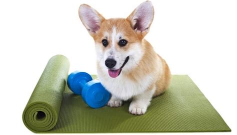 Doga 101 Benefits And Precautions Of Doing Yoga With Dogs