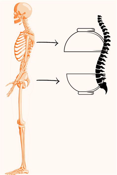 What Stack Your Rib Cage And Pelvis” Means And Why It Matters Dr Jen Hosler