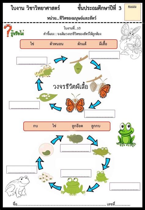 🔹ใบงาน วิทยาศาสตร์ ป 3 🔸 ครูวุฒิ สอนวิทย์ Facebook