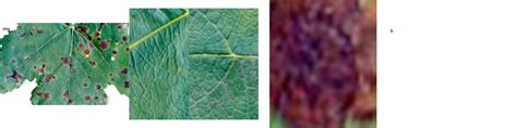 R Package Pliman Phytopathometry