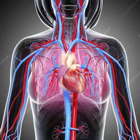 Female Cardiovascular System Artwork Stock Image F006 0581