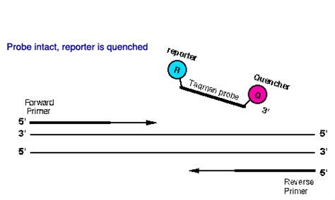 Schematic Representation Of Reverse Transcriptase Polymerase Reaction
