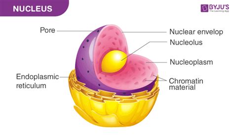 Nucleus Organelle
