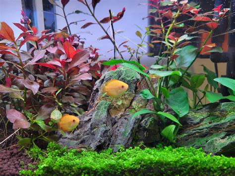 Sex Of These Gourami Rfishkeeping