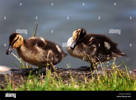 Two Mallard Ducklings Stock Photo Alamy