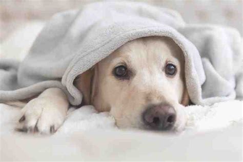 La ascitis en los perros causas síntomas tratamiento y prevención GatosPerros net