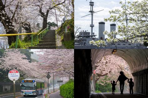 Yokosuka Cherry Blossom Guide 2025 Best Viewing Spots Festivals