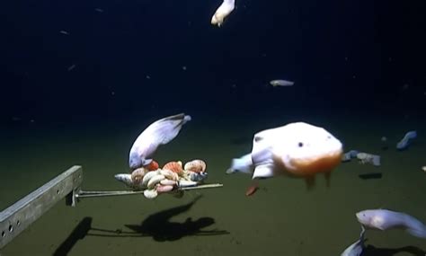 Scientists Have Recorded The Deepest Dwelling Fish Ever On Camera