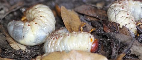 Searles Lawn Grubs