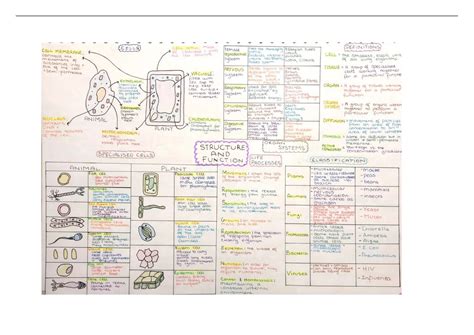 Summary Structure And Function Mind Map Igcse Edexcel Biology Stuvia Uk