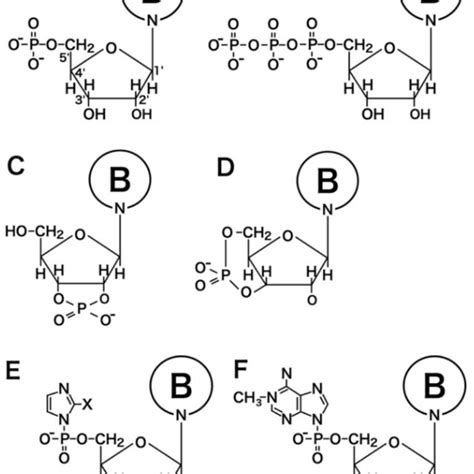 Ribonucleotide And The Activated Forms Of Ribonucleoside Panel A Download Scientific Diagram