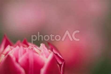 ピンクの花のてっぺん No 26731150｜写真素材なら「写真ac」無料（フリー）ダウンロードok