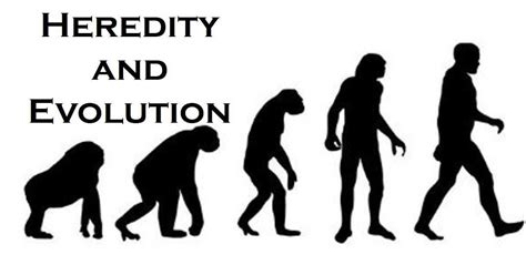 Heredity And Evolution Class 10th Science Notes