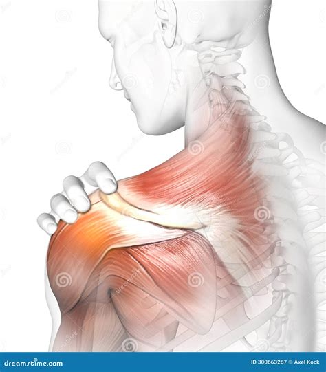 Shoulder Joints Shoulder Anatomy Frozen Shoulder Impingement