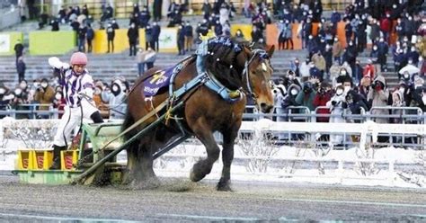 本日1216の帯広ばんえい競馬の当たり🎯｜帯広ばんえい競馬予想専門🧧極