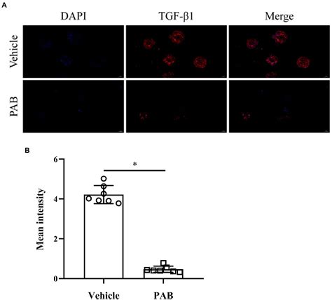 Frontiers Suppressive Effect Of Pseudolaric Acid B On Echinococcus