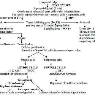 Physiology Of Sex Differentiation Download Scientific Diagram