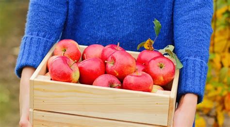 How To Store Sliced Apples Storables