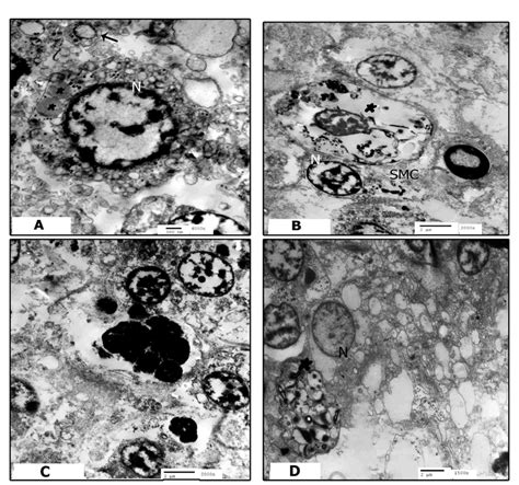 A D Photomicrographs Of Coelomocytes Separated From The Coelomic