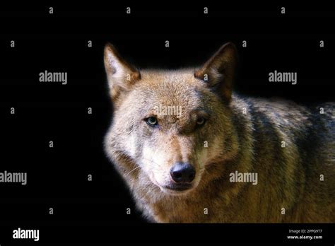Siberian Wolf In Portrait Predator Looking At The Viewer Mammal