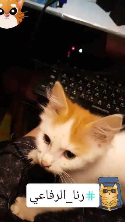 رناالرفاعي اكسبلور Funny Cats Youtube