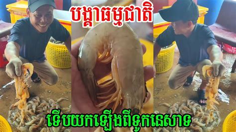 បង្គាធម្មជាតិ នៅផែនេសាទភូមិកោះខ្យង Youtube