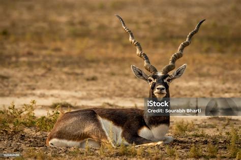 야생 남성 블랙 벅 또는 Antilope 자궁 경부 또는 인도 영양 근접 촬영 또는 블랙 벅 국립 공원 Velavadar